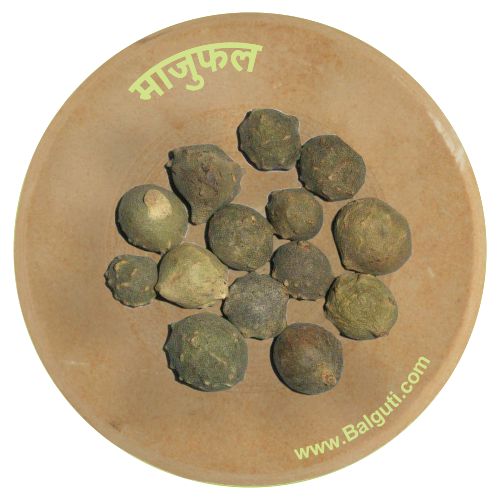 माजूफल / quercus infectoria / majuphal balguti ingredients