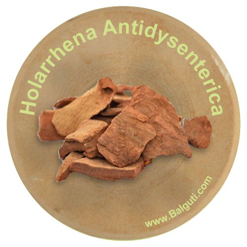 holarrhena antidysenterica Kuda balguti ingredients